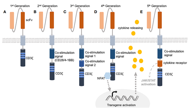 CAR-T细胞疗法为何耐药？如何应对？ - 上海宸鸿生物技术有限公司